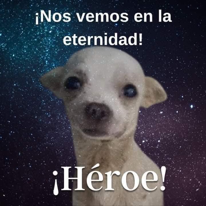 Perdió la vida Pinky, chihuahua que defendió su casa de un ladrón
